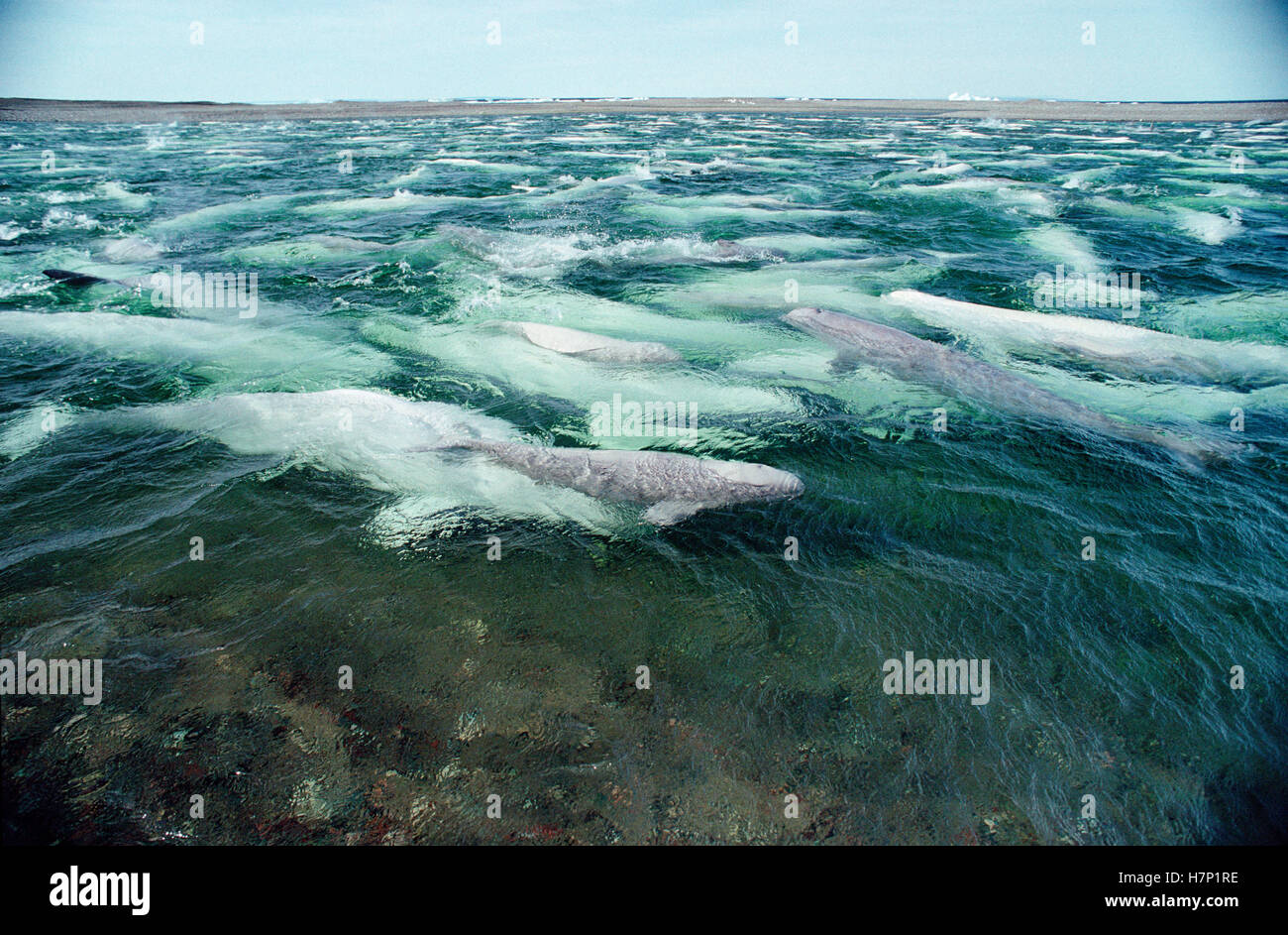 Beluga (Delphinapterus leucas) pod swimming and molting in freshwater ...