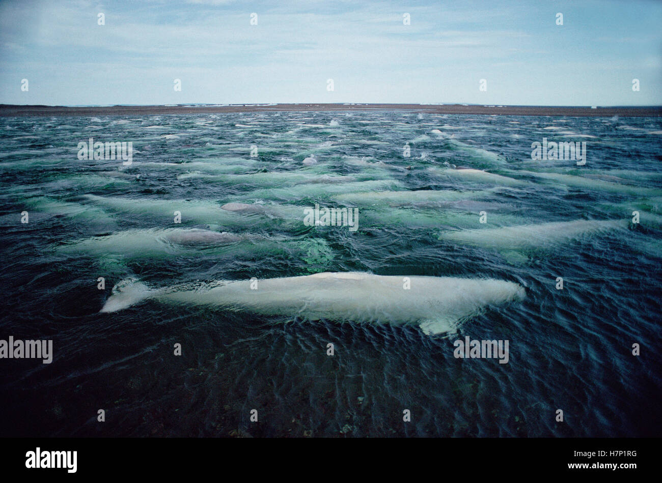 Beluga (Delphinapterus leucas) whale, hundreds swim and molt in ...