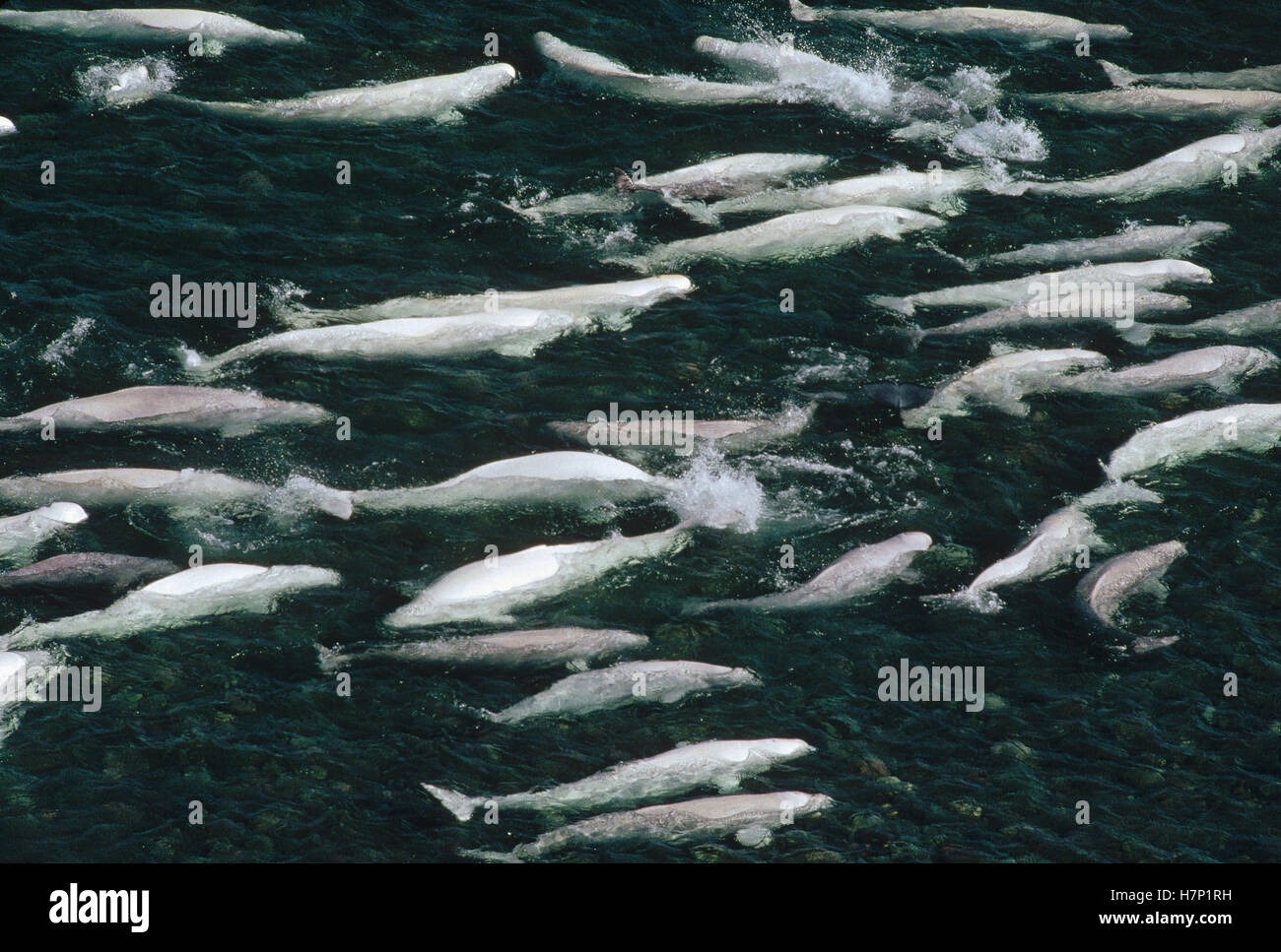 Beluga (Delphinapterus leucas) whale, group swimming and molting in ...
