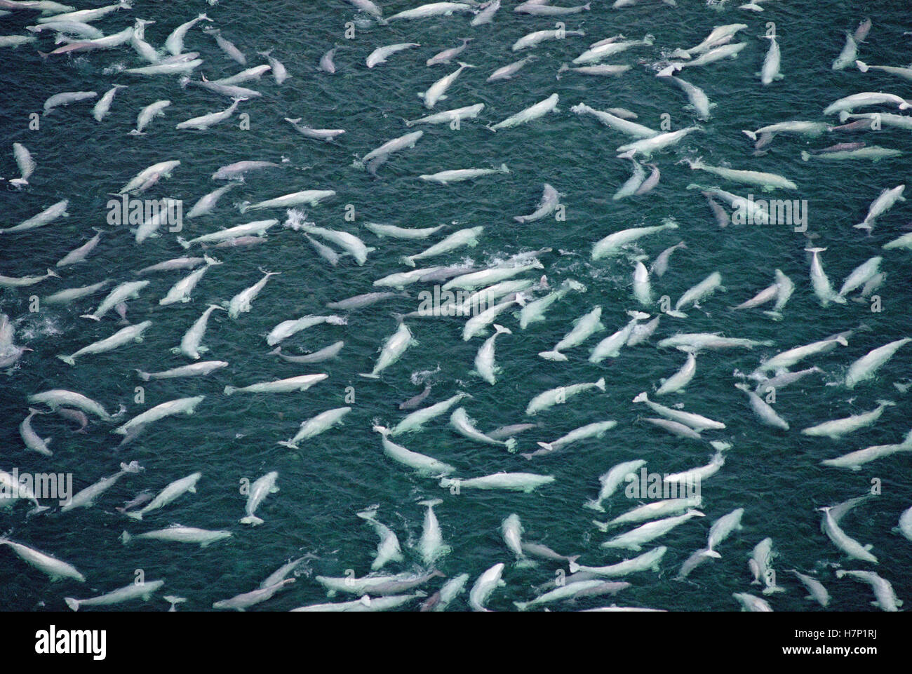 Beluga (Delphinapterus leucas) whale, hundreds swim and molt in ...