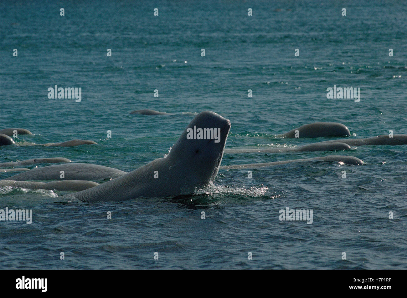 Beluga (Delphinapterus leucas) doing repeated head slaps, Cunningham ...