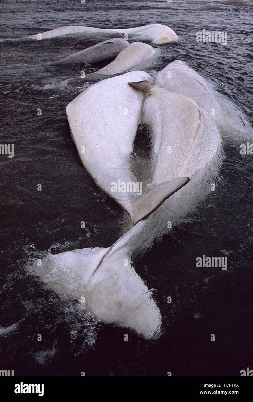 Beluga (Delphinapterus leucas) whales stranded until tide comes in ...