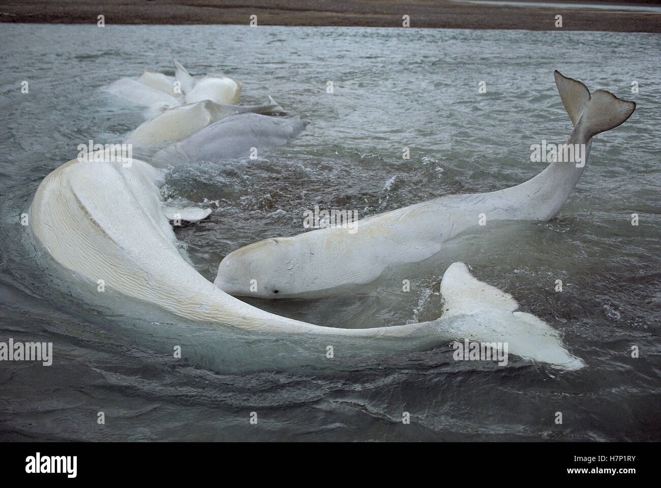 Beluga (Delphinapterus leucas) stranded pod awaits the incoming tide ...