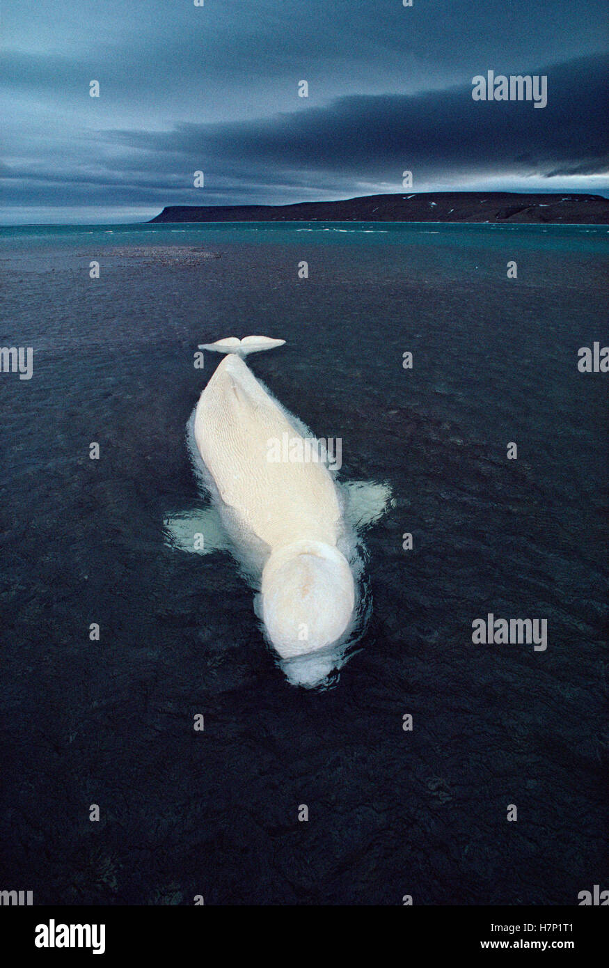 Beluga (Delphinapterus leucas) whale stranded at low tide, Somerset ...