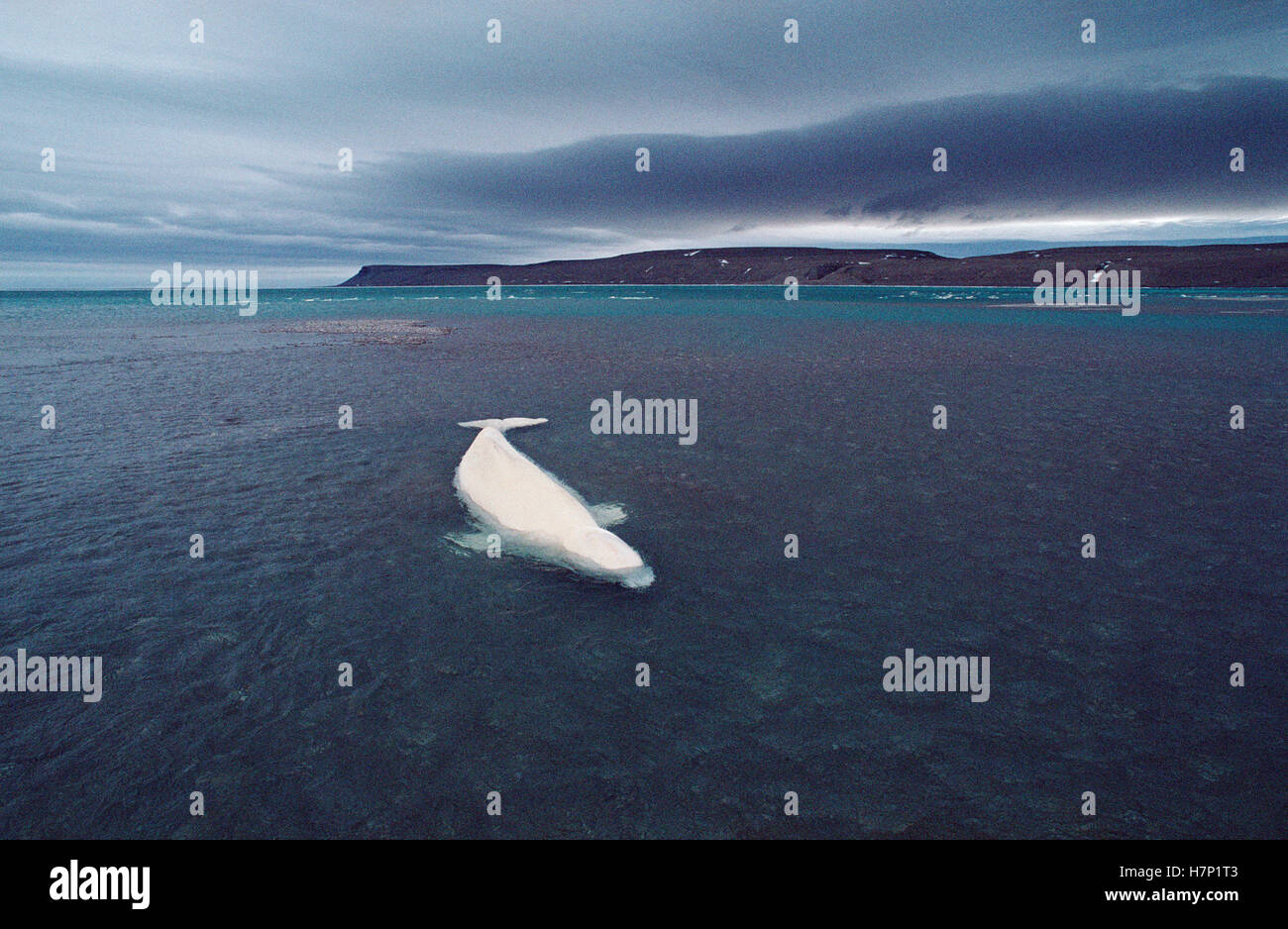 Beluga (Delphinapterus leucas) whale stranded and awaiting incoming ...