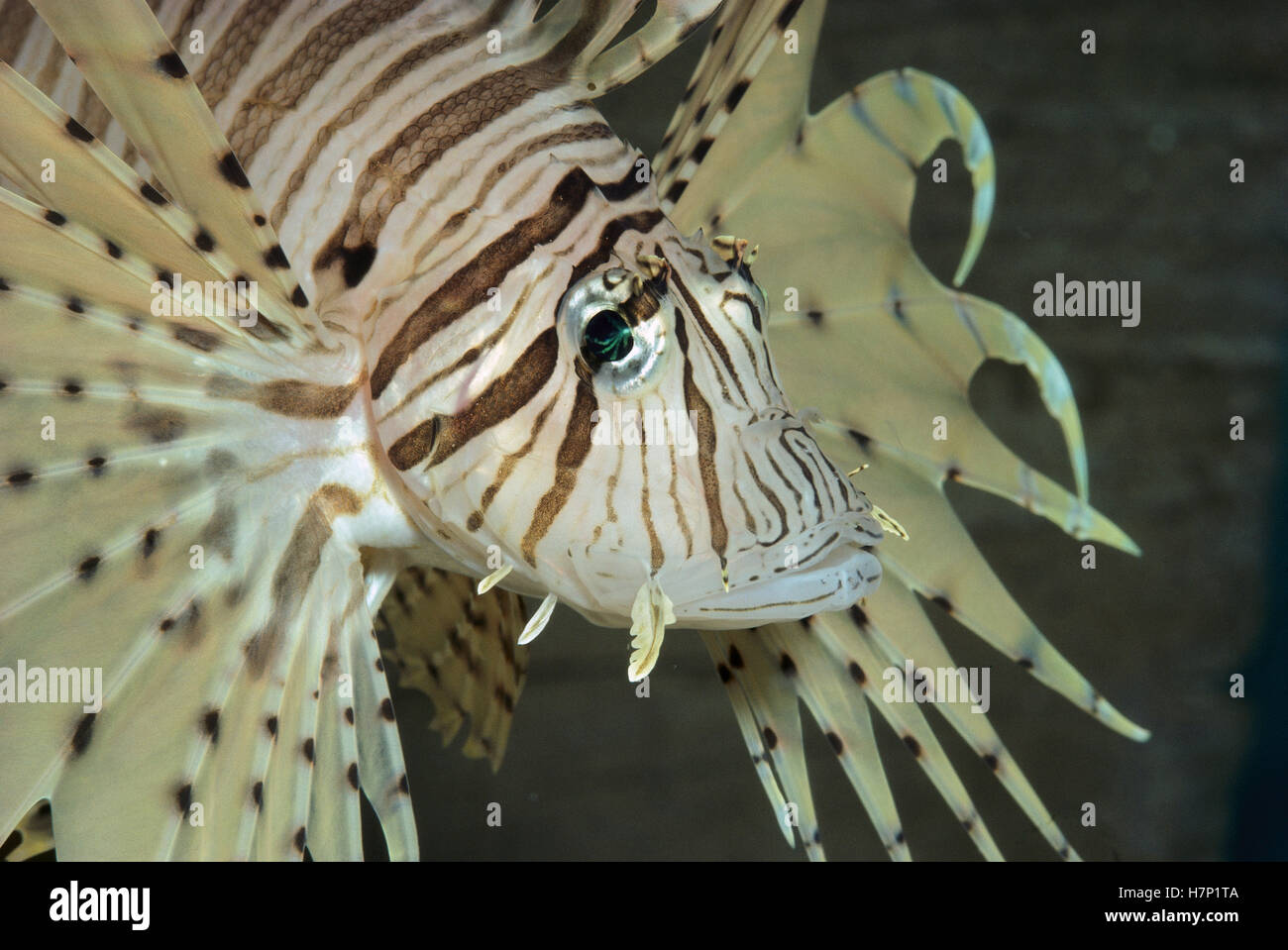 Common Lionfish (Pterois volitans), native to Indonesia Stock Photo - Alamy