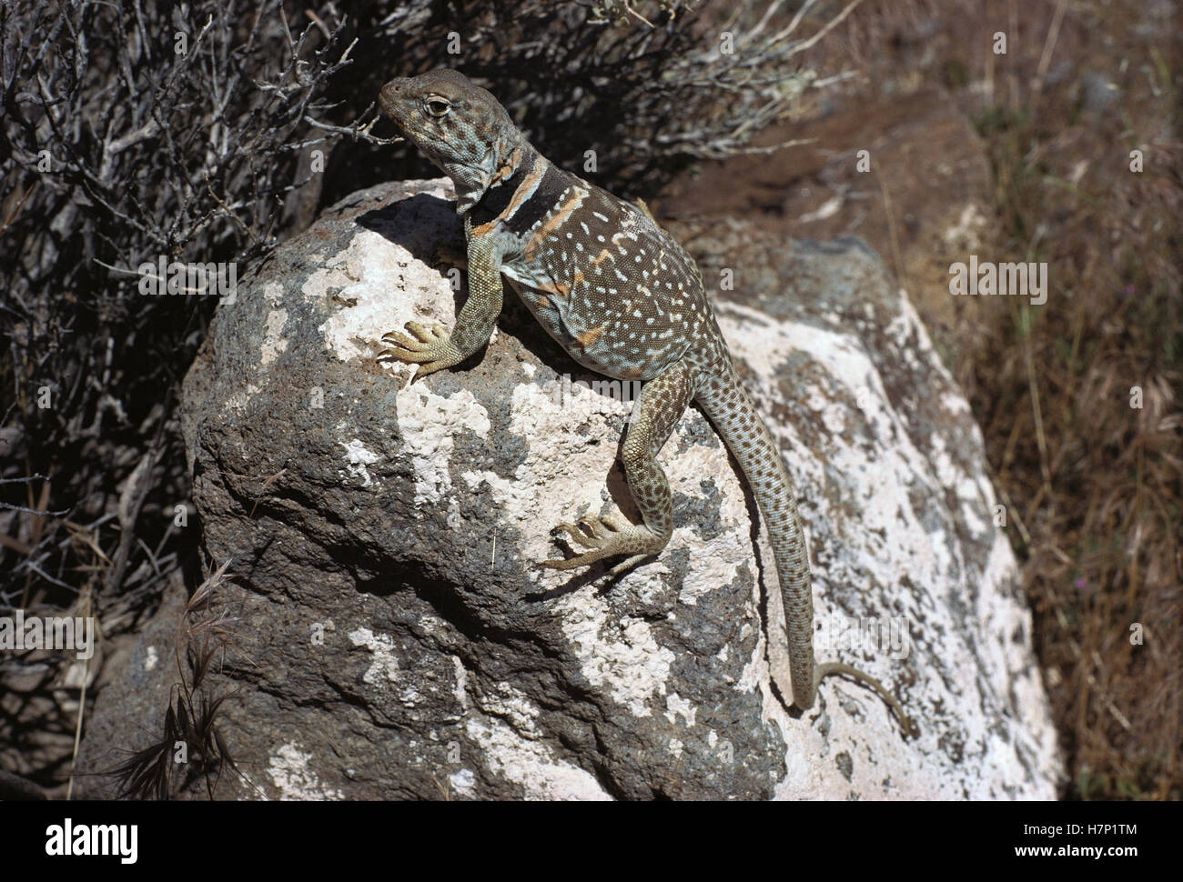 Collared Lizard (Crotaphytus collaris) sunning itself on a rock, Mojave ...