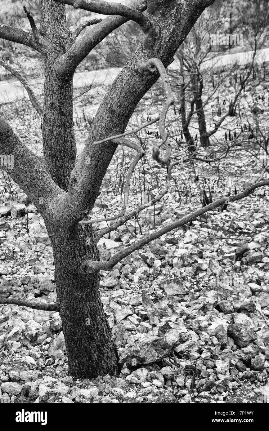 Aftermath of a large forest fire that left a devastated landscape Stock ...