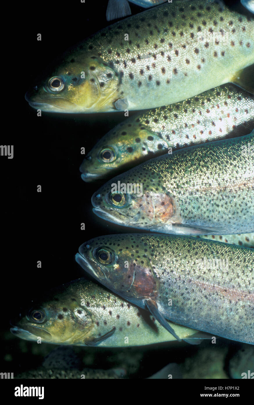 Speckled Trout (Cynoscion nebulosus) group, a popular sport fish ...
