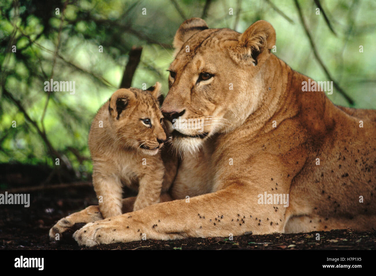 African Lion (Panthera leo) mother and cub, Solio Reserve, Kenya Stock ...