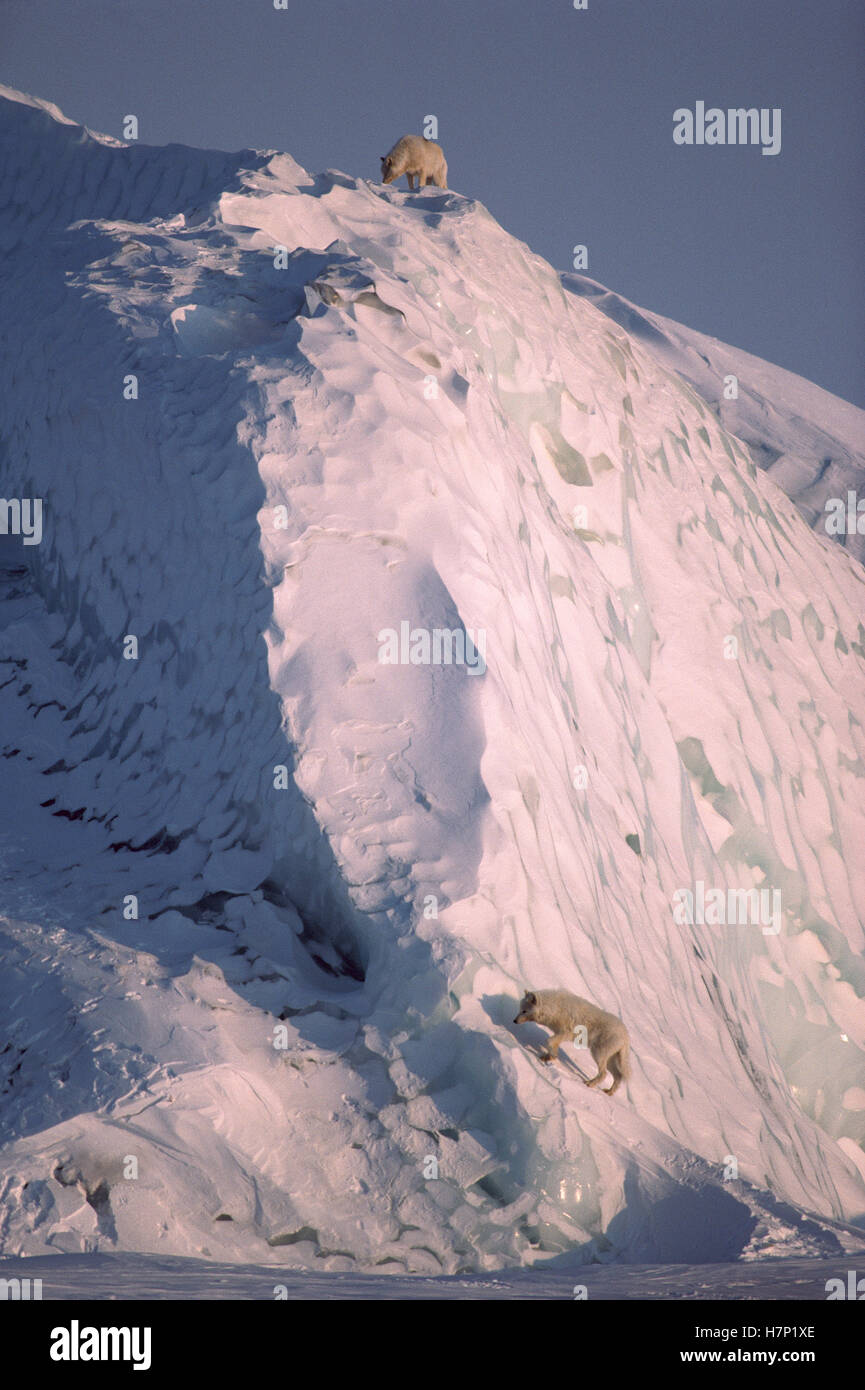 Arctic Wolf (Canis lupus) pack on iceberg, Ellesmere Island, Nunavut ...