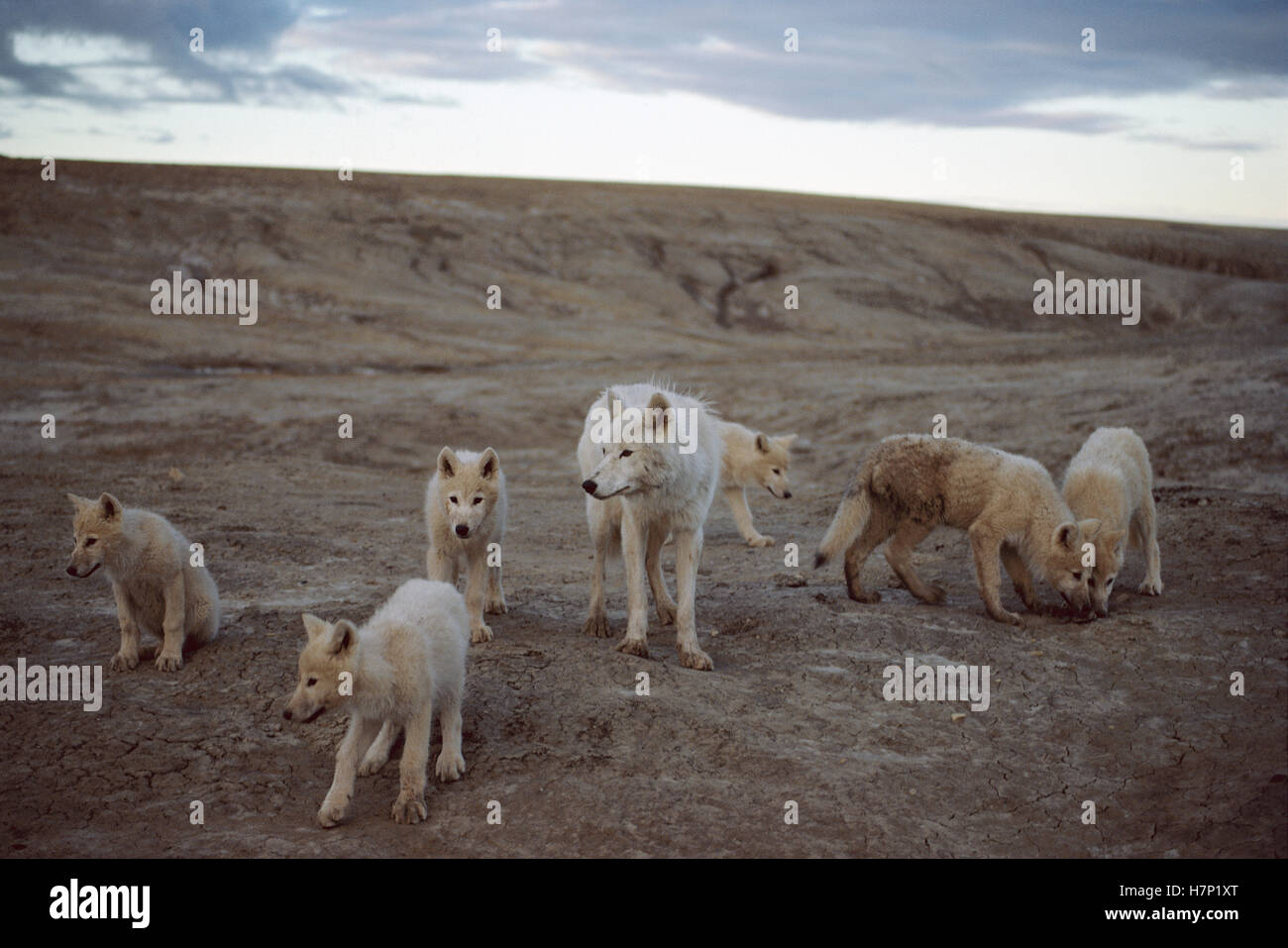 Arctic Wolf (Canis lupus) with six pups, Ellesmere Island, Nunavut ...