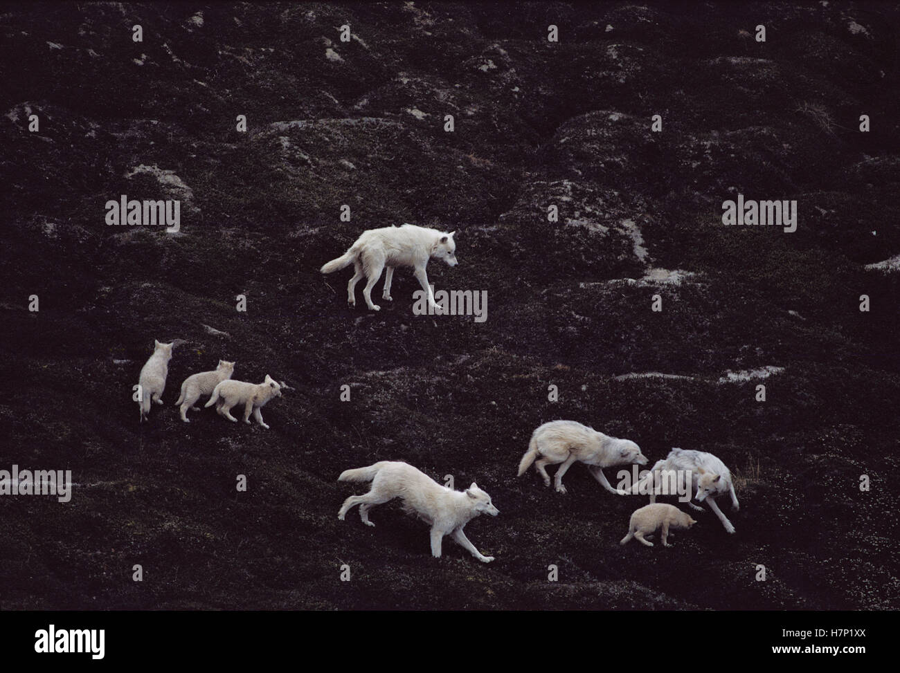 Arctic Wolf (Canis lupus) pack playing on tundra, Ellesmere Island ...