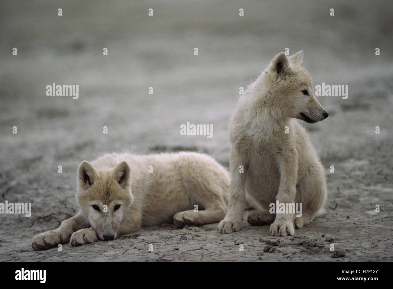 Arctic Wolf (Canis lupus) pups, Ellesmere Island, Nunavut, Canada Stock ...