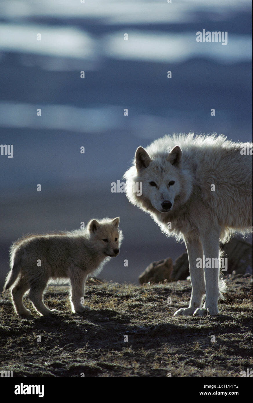 Arctic Wolf (Canis lupus) with pup, Ellesmere Island, Nunavut, Canada ...