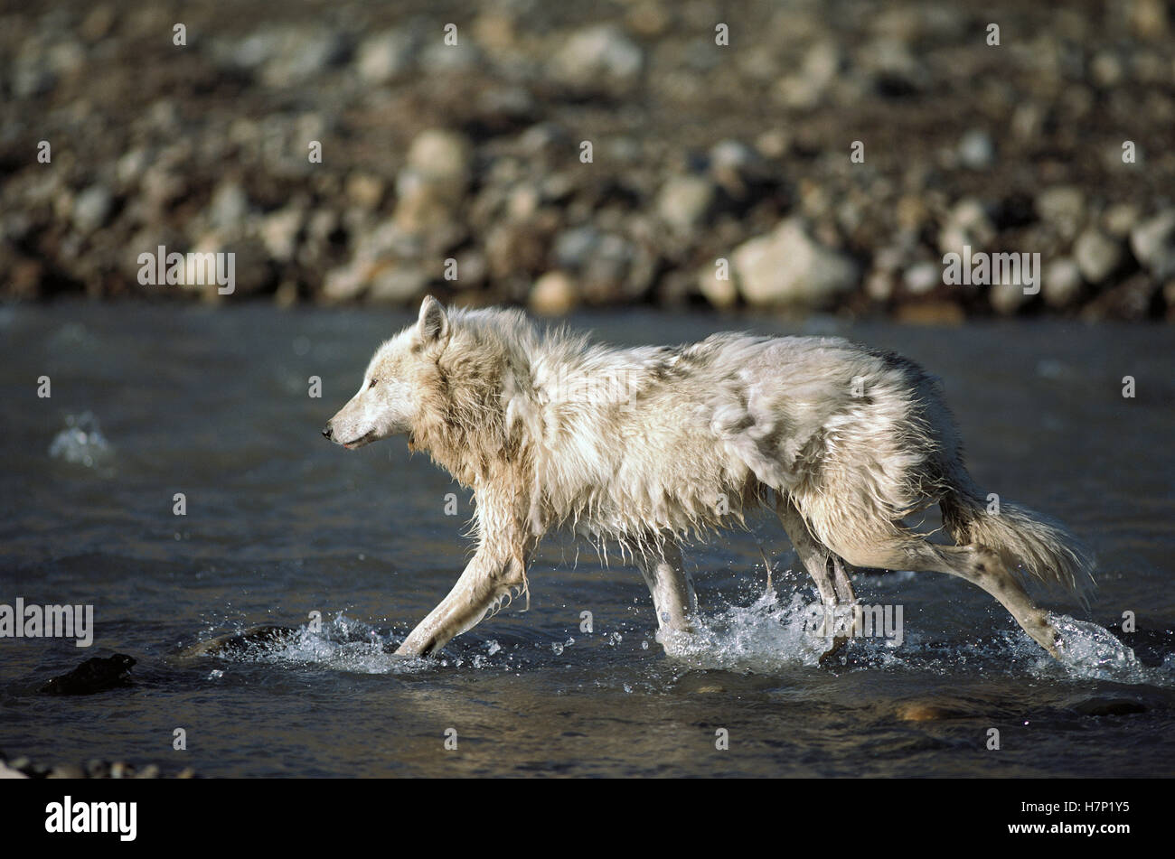Arctic Wolf (Canis lupus) running across stream, Ellesmere Island ...