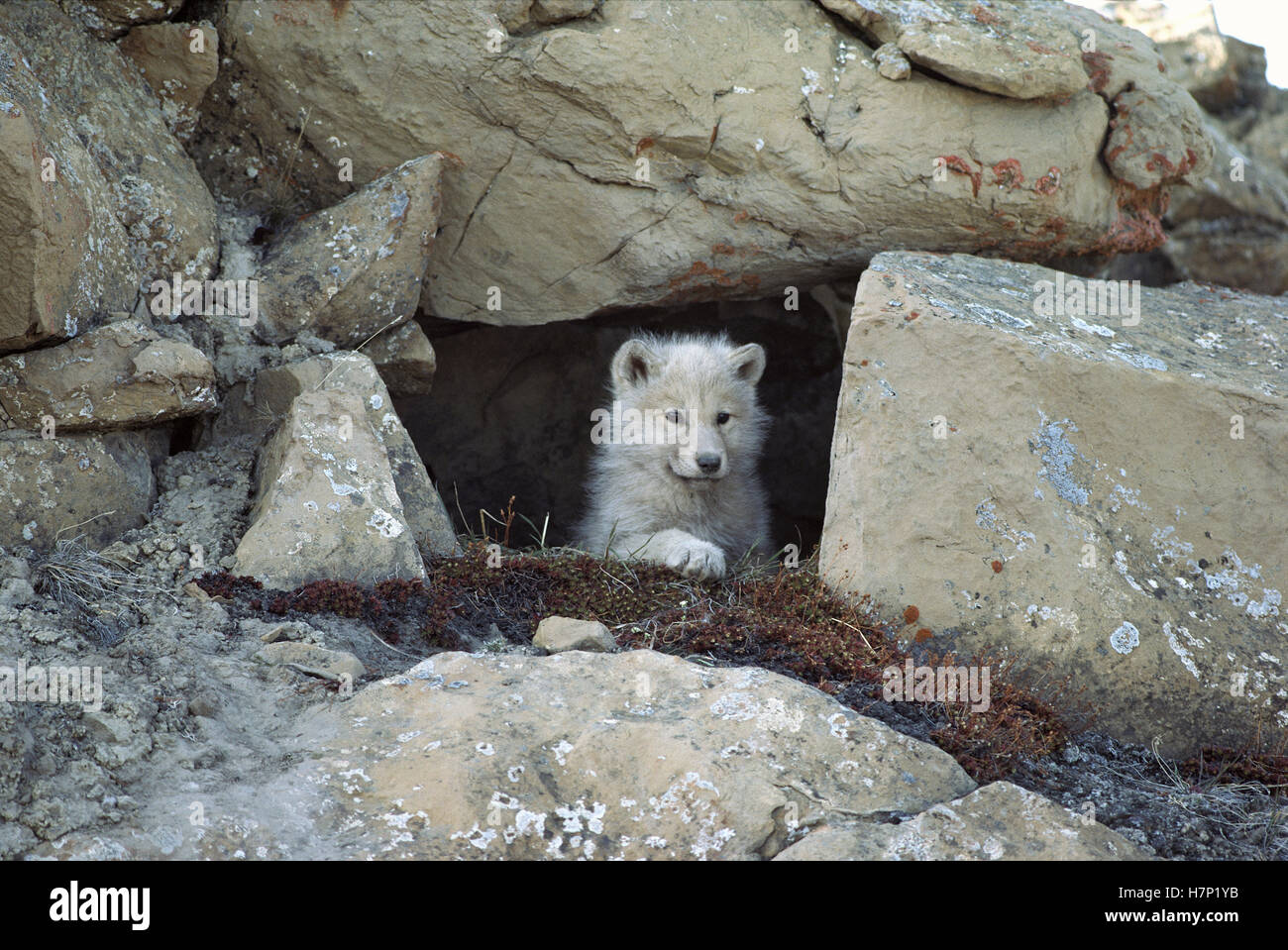 Arctic Wolf (Canis lupus) pup peering out from den, Ellesmere Island ...