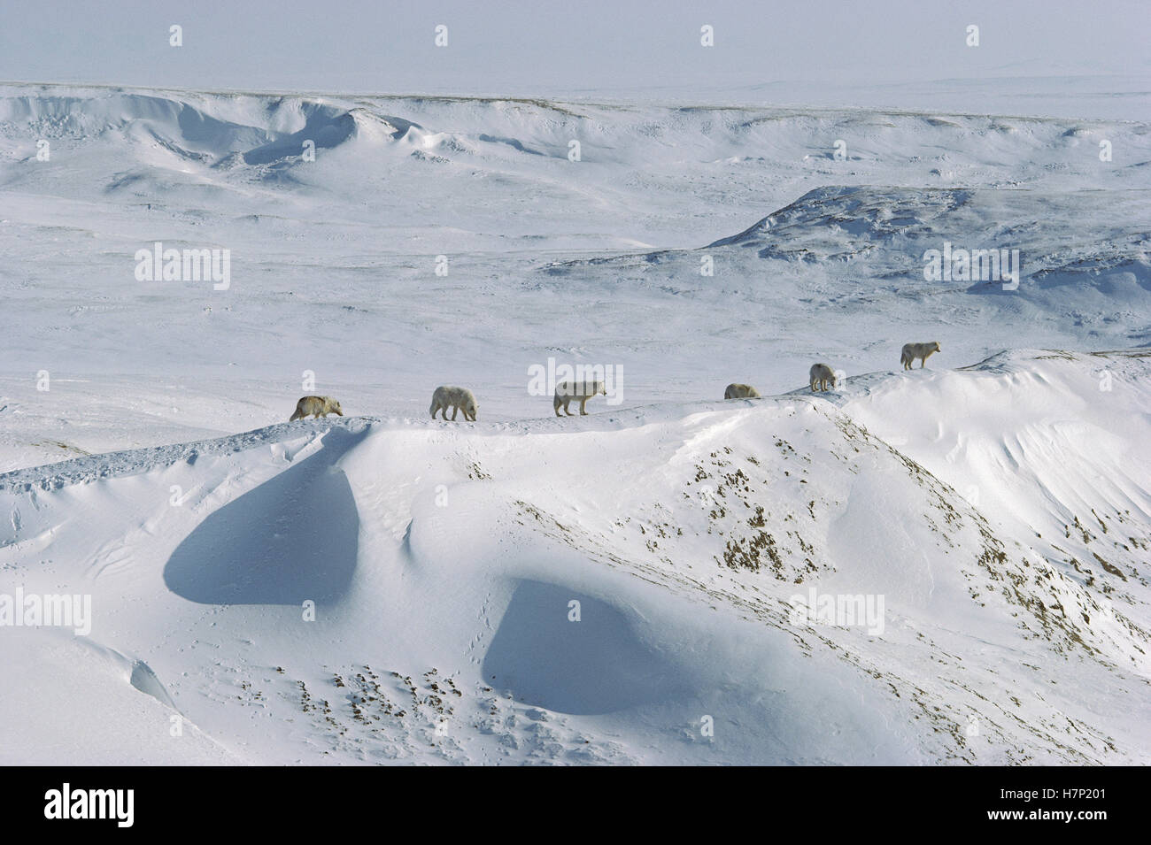 Arctic Wolf (Canis lupus) pack on snowy tundra, Ellesmere Island ...