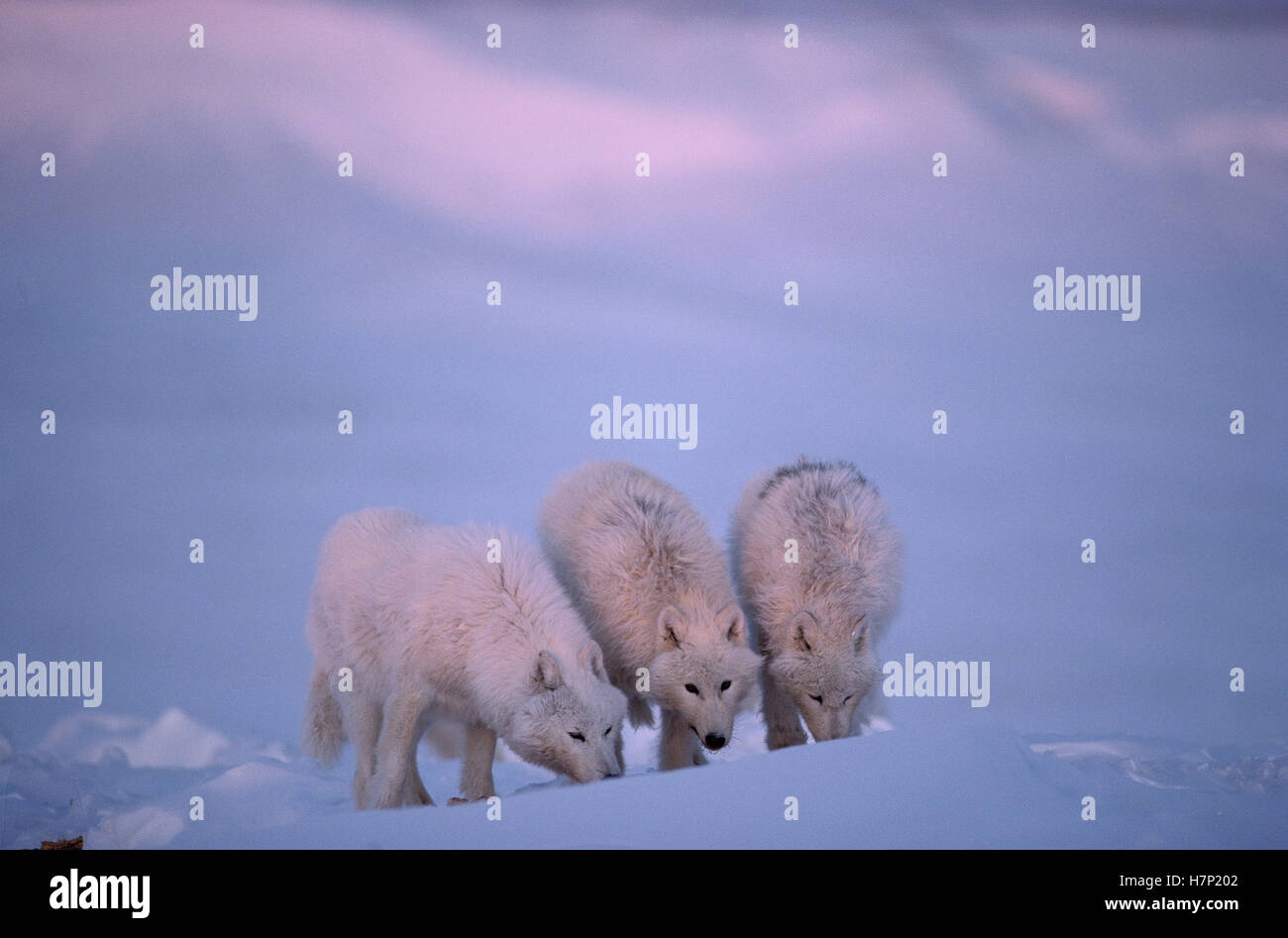 Arctic Wolf (Canis lupus) trio tracking scent, Ellesmere Island ...