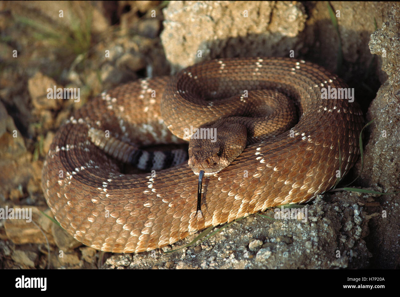 Red Rattlesnake (Crotalus ruber) sensing with its tongue, Baja ...