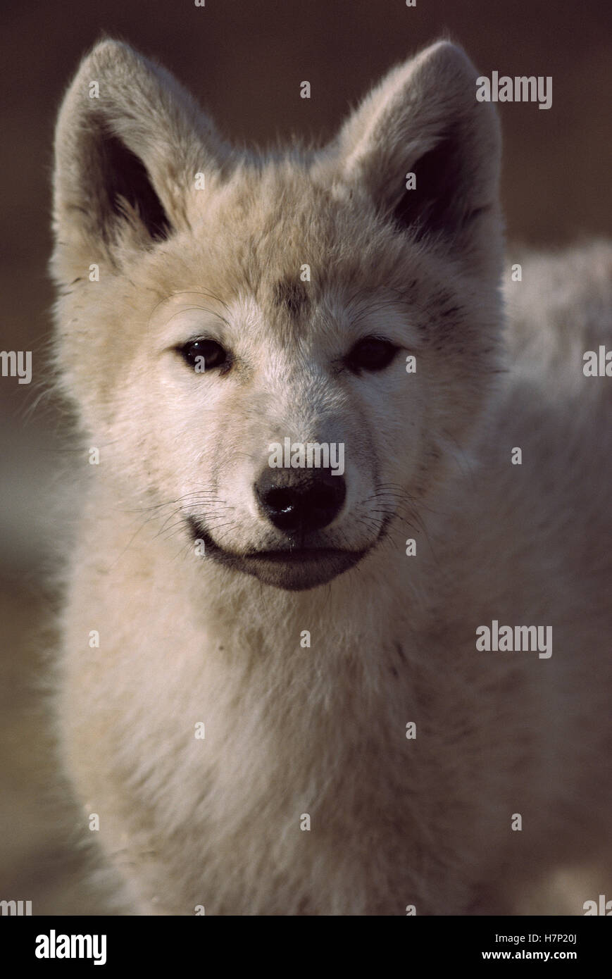Arctic Wolf (Canis lupus) pup, Ellesmere Island, Nunavut, Canada Stock ...