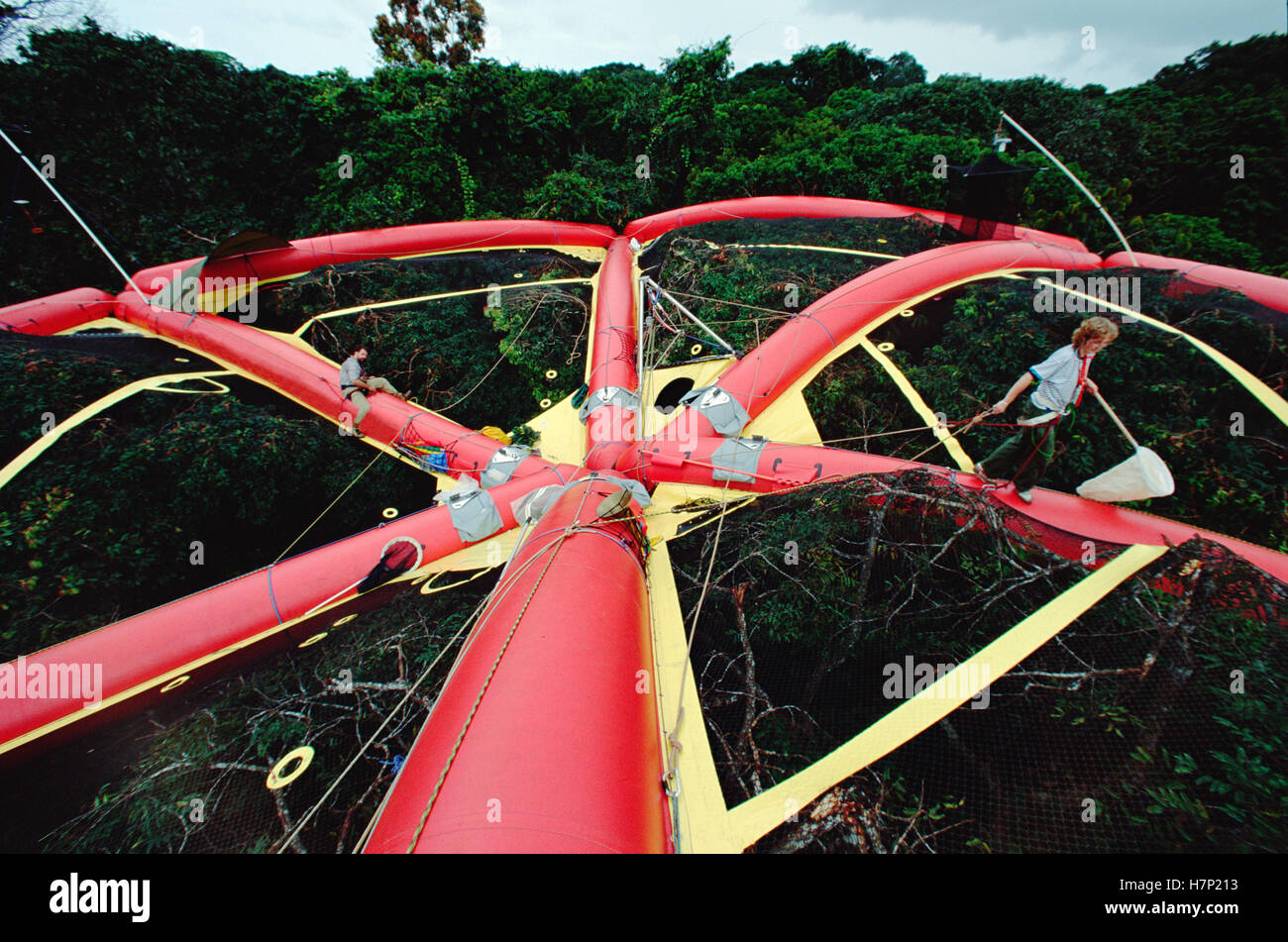 Meg Lowman strides across a canopy raft to collect insect samples with ...