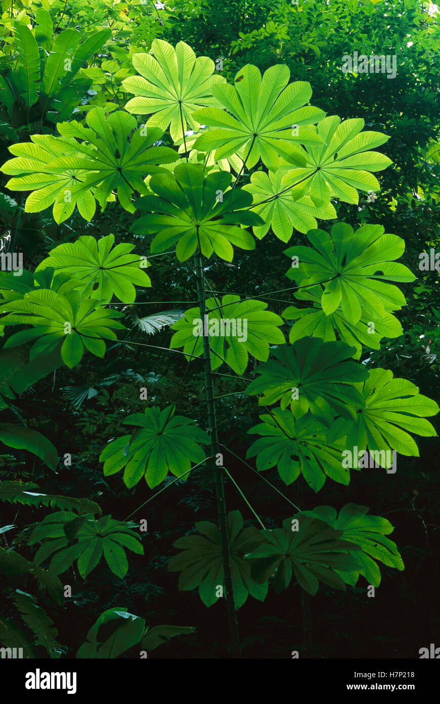 Cecropia (Cecropia sp) leaves, Costa Rica Stock Photo - Alamy