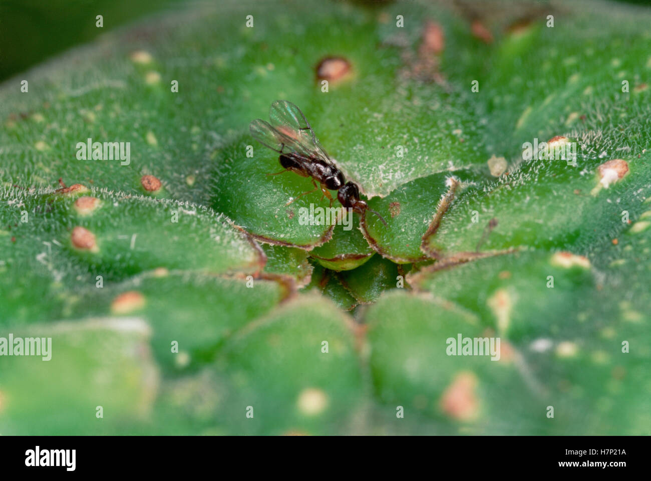 Fig Wasp on ripening Fig (Ficus brotryocarpa) must push her way between ...