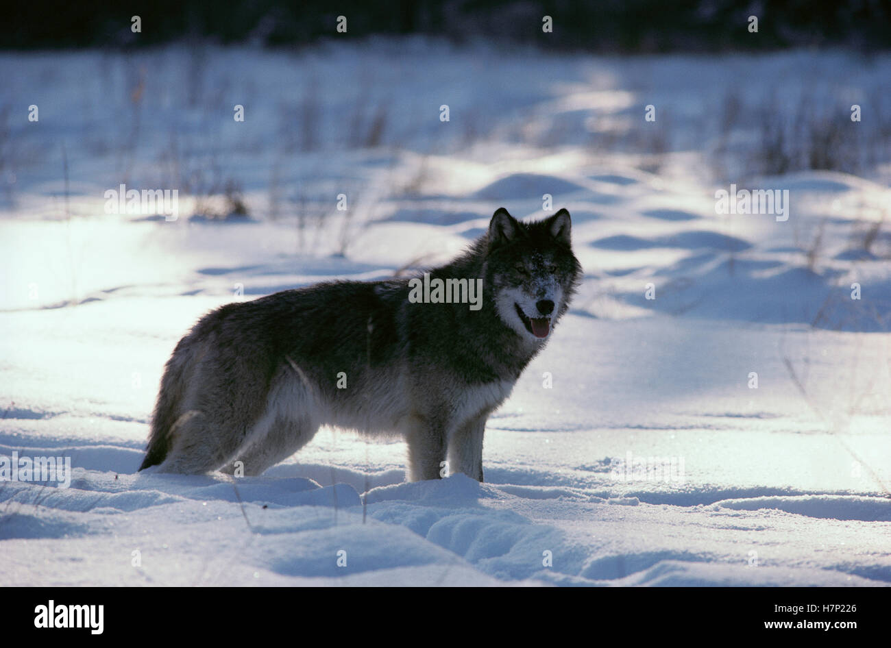 Timber Wolf (Canis lupus) in snow, Minnesota Stock Photo - Alamy