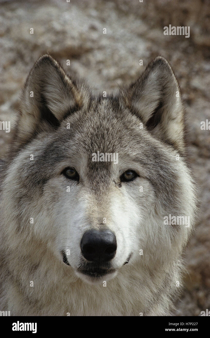 Timber Wolf (Canis lupus) portrait, Minnesota Stock Photo - Alamy