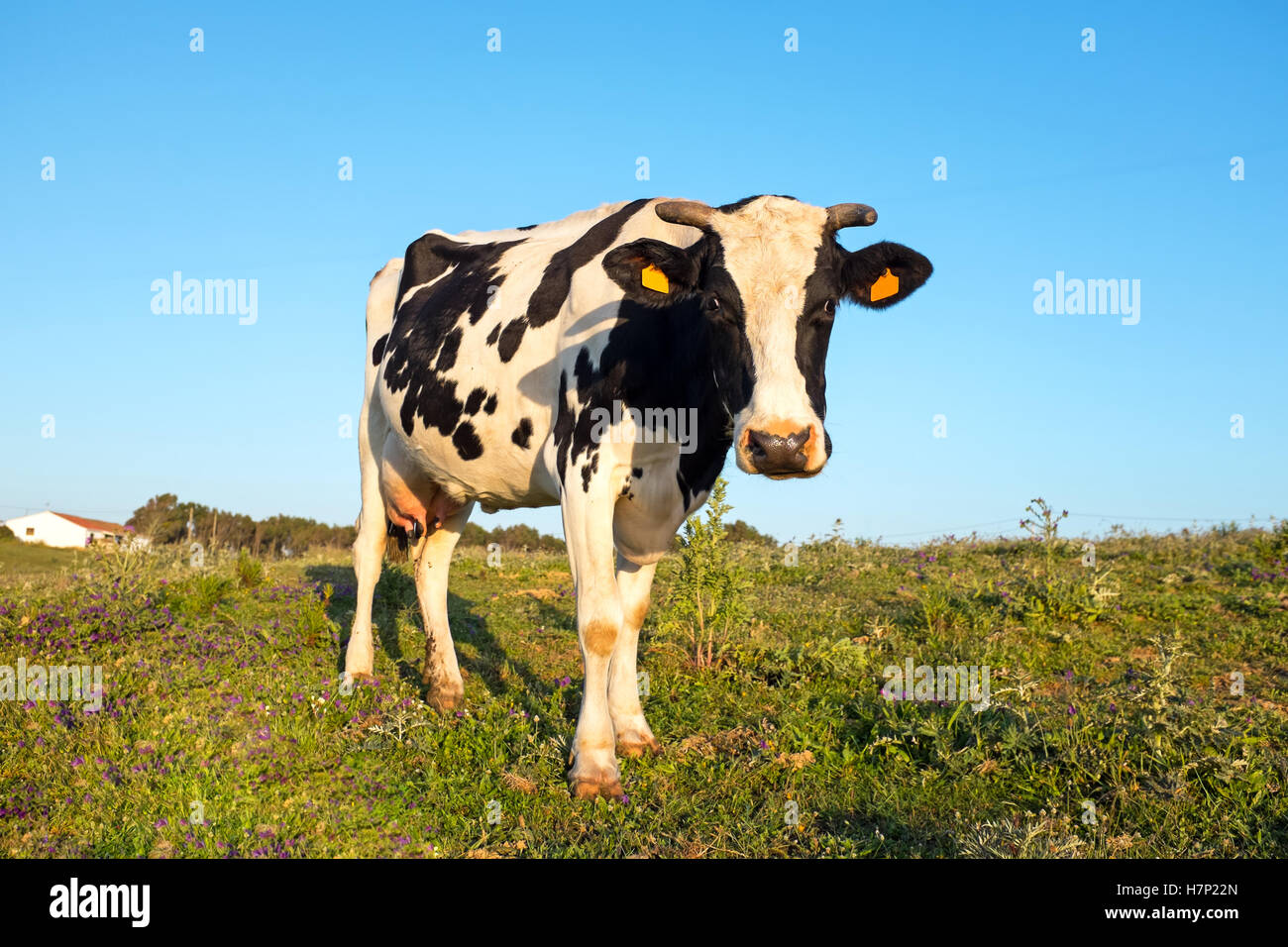 Young cow is a calf hi-res stock photography and images - Alamy