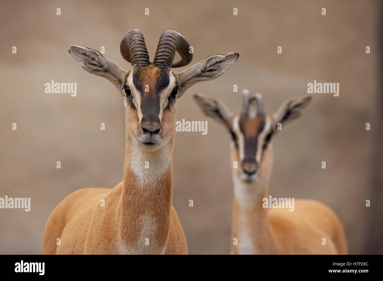 Soemmerring's Gazelle (Nanger soemmerringii) pair, threatened species ...