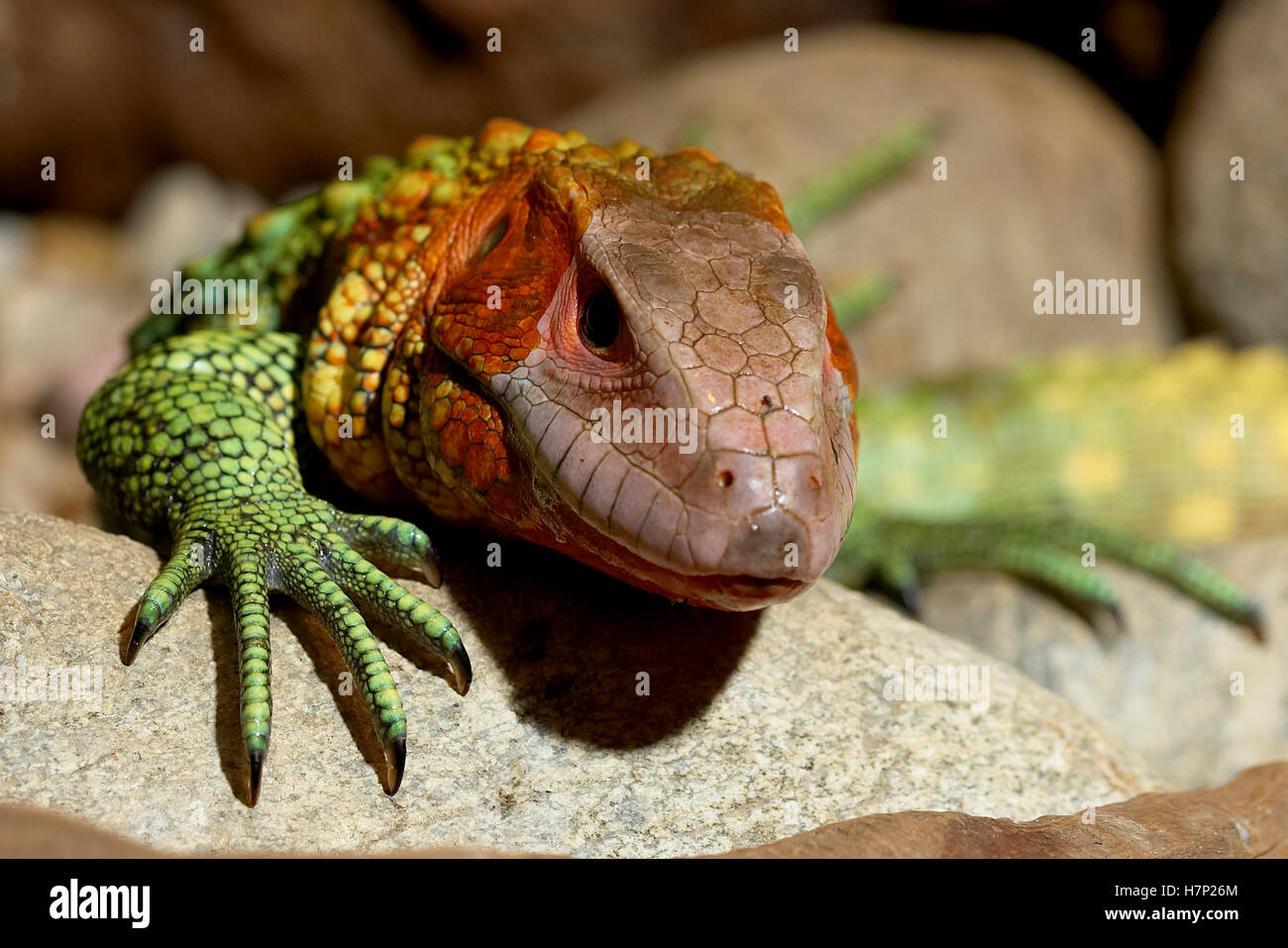 Guyana Caiman Lizard (Dracaena guianensis) portrait, native to Guyana ...