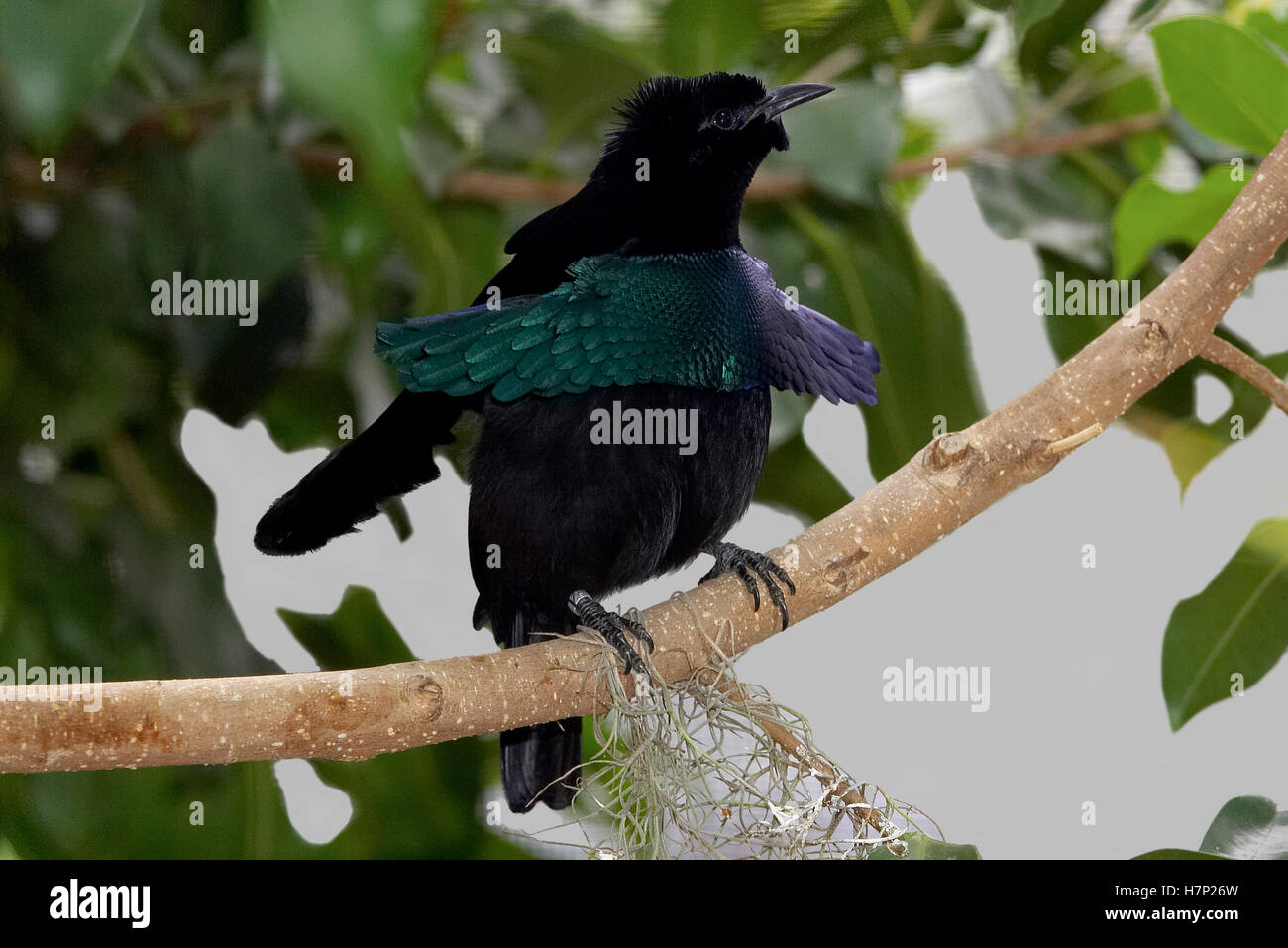 Superb Bird-of-paradise (Lophorina superba) male displaying, native to ...