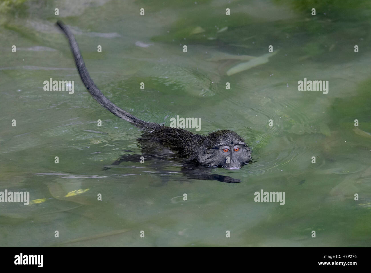 Allen's Swamp Monkey (Allenopithecus nigroviridis) swimming, native to ...