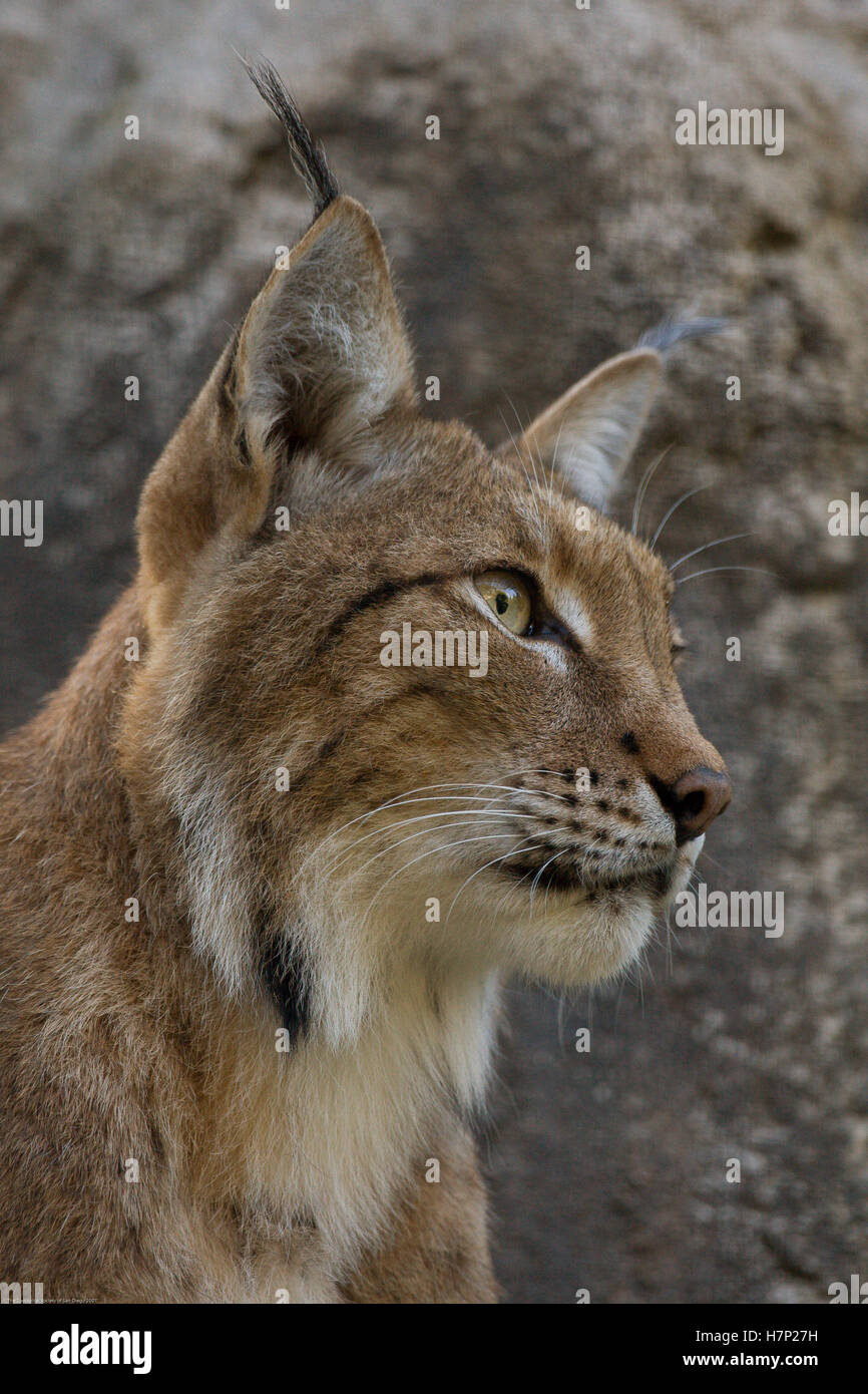 Eurasian Lynx (Lynx lynx) portrait, native to Europe and Siberia, San ...