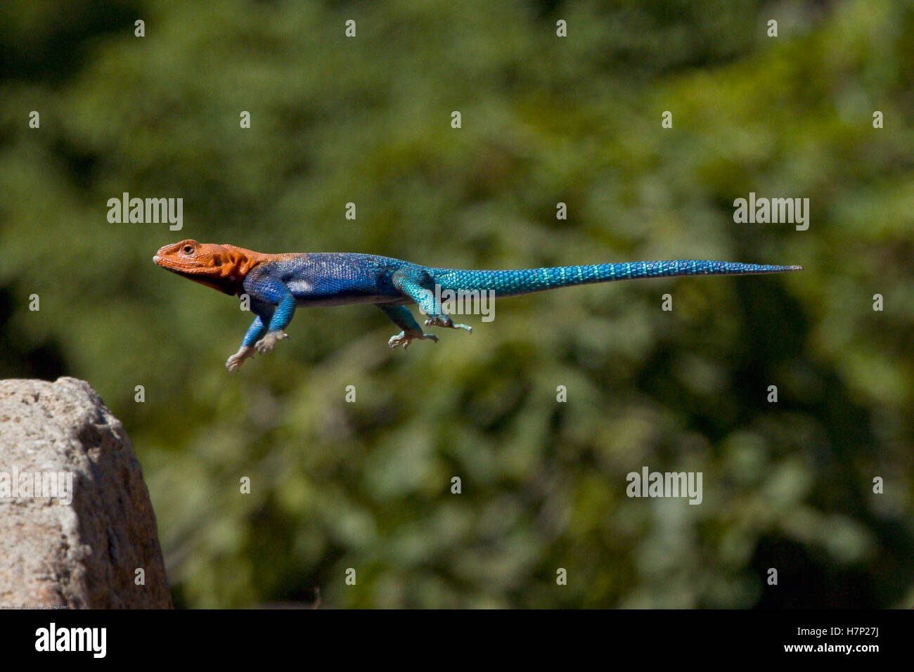 Red-headed Rock Agama (Agama agama) male jumping onto rock, native to ...