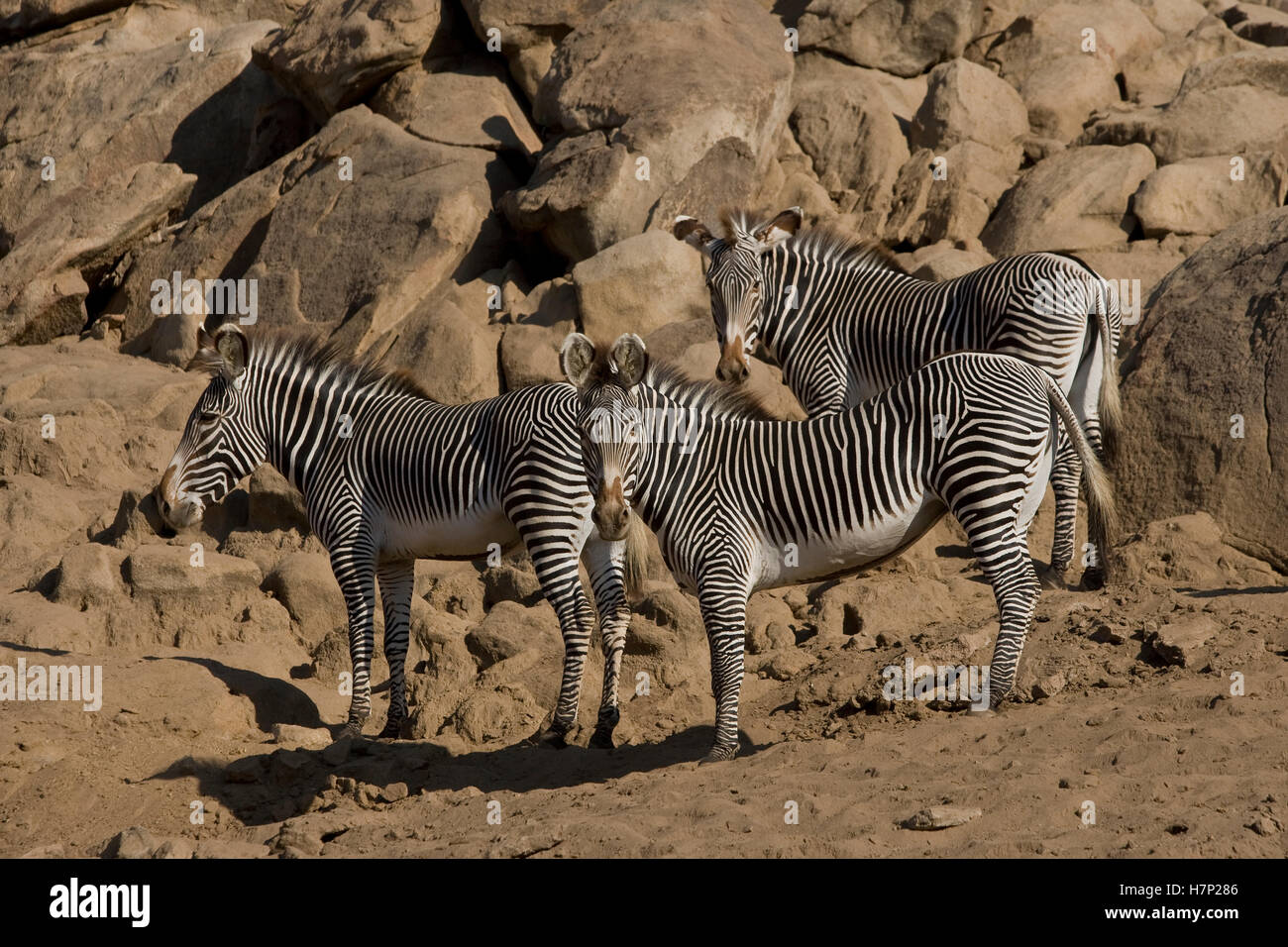 Grevy's Zebra (Equus grevyi) trio, endangered species native to Africa ...