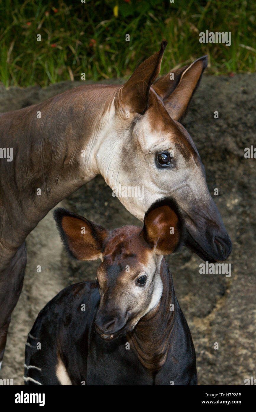 Okapi (Okapia johnstoni) mother and calf, native to Africa Stock Photo ...