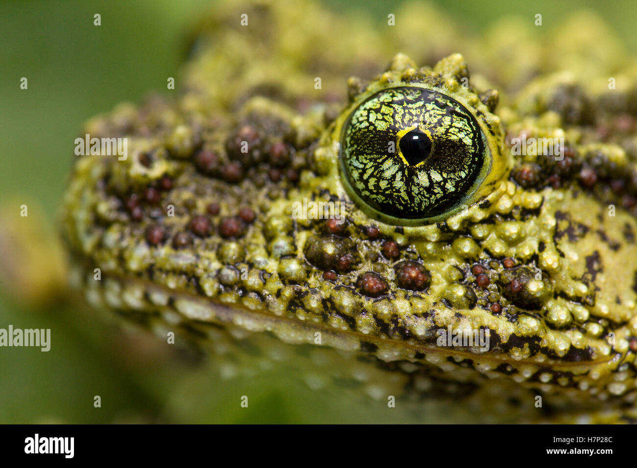 Moss Frog (Theloderma corticale), native to Vietnam, San Diego Zoo ...