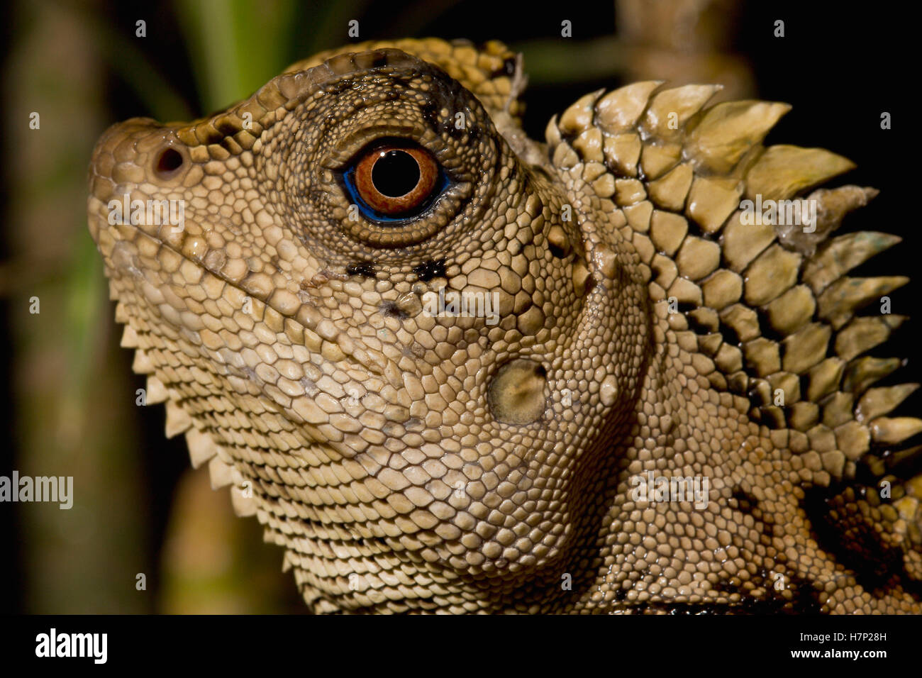 Chameleon Forest Dragon (Gonocephalus chamaeleontinus) portrait, San ...