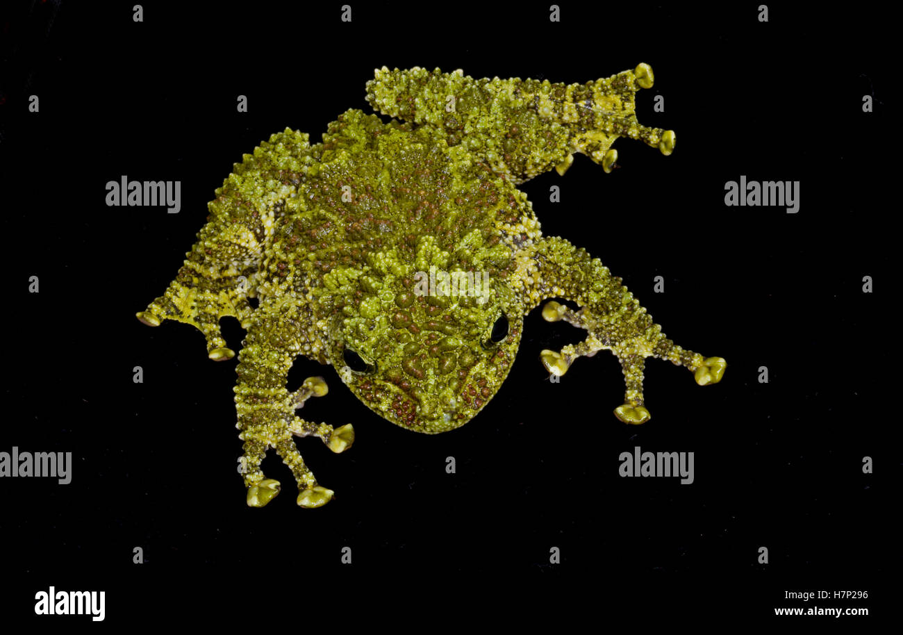 Moss Frog (Theloderma corticale), native to Vietnam, San Diego Zoo ...