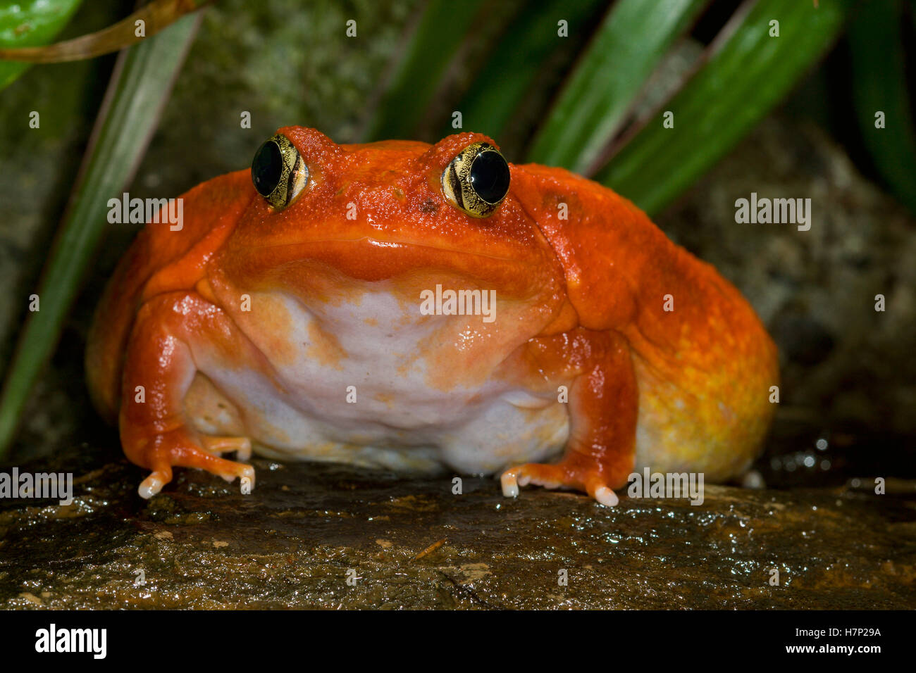 Tomato Frog (Dyscophus antongilii) very rare in nature and native to ...