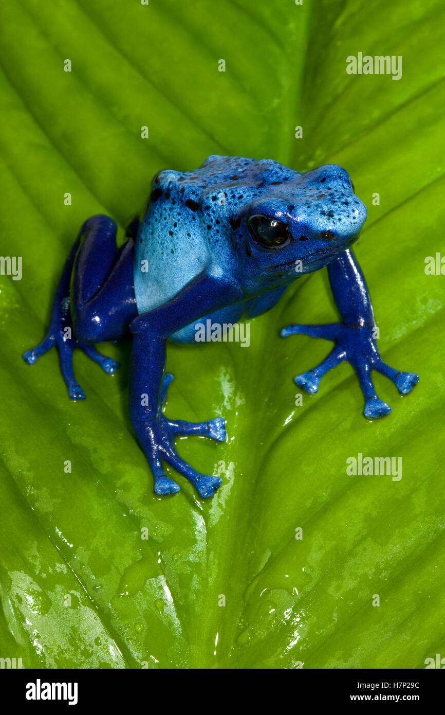 Blue Poison Dart Frog (Dendrobates azureus) very tiny poisonous frog ...