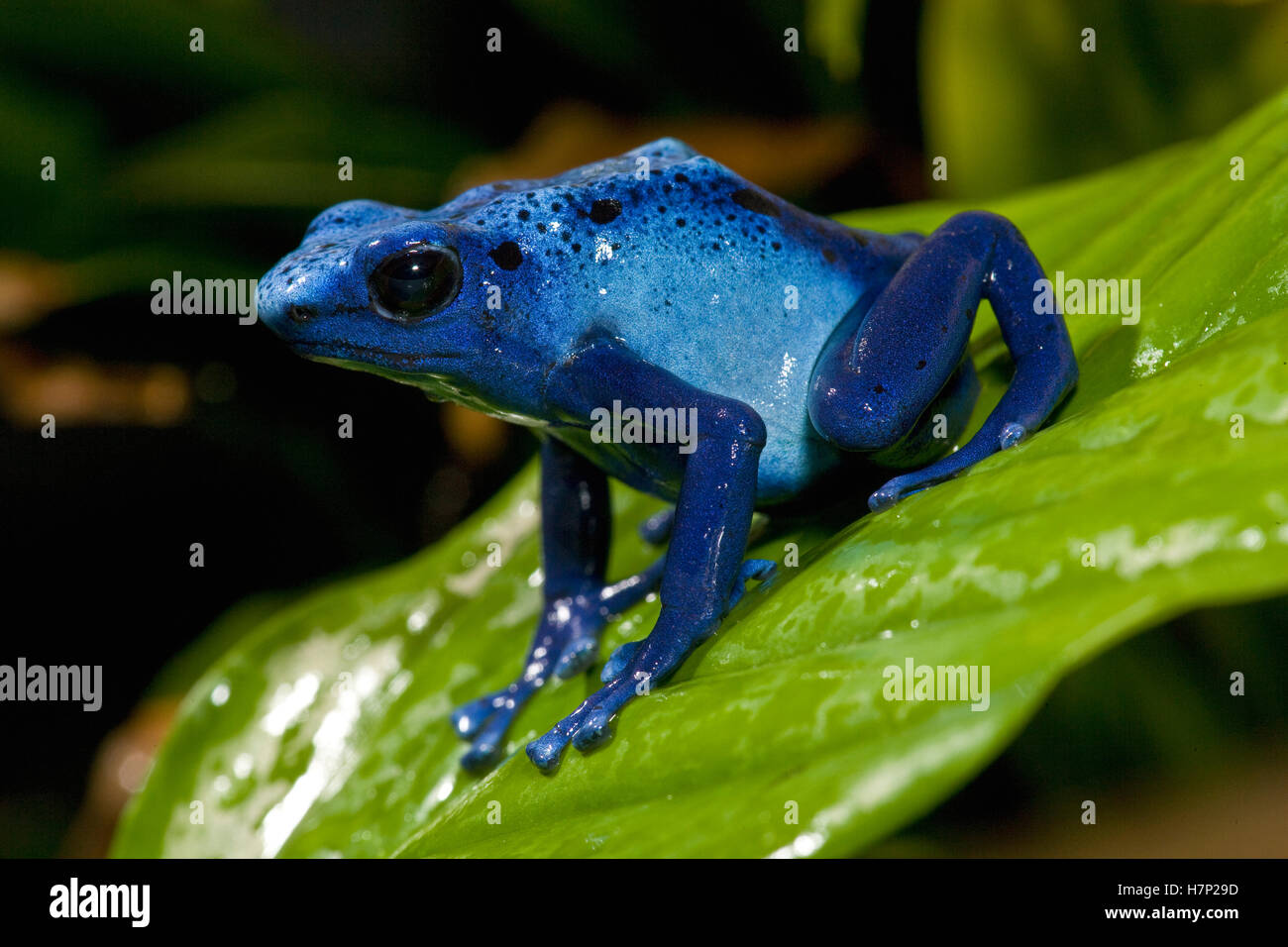Blue Poison Dart Frog (Dendrobates azureus) very tiny poisonous frog ...