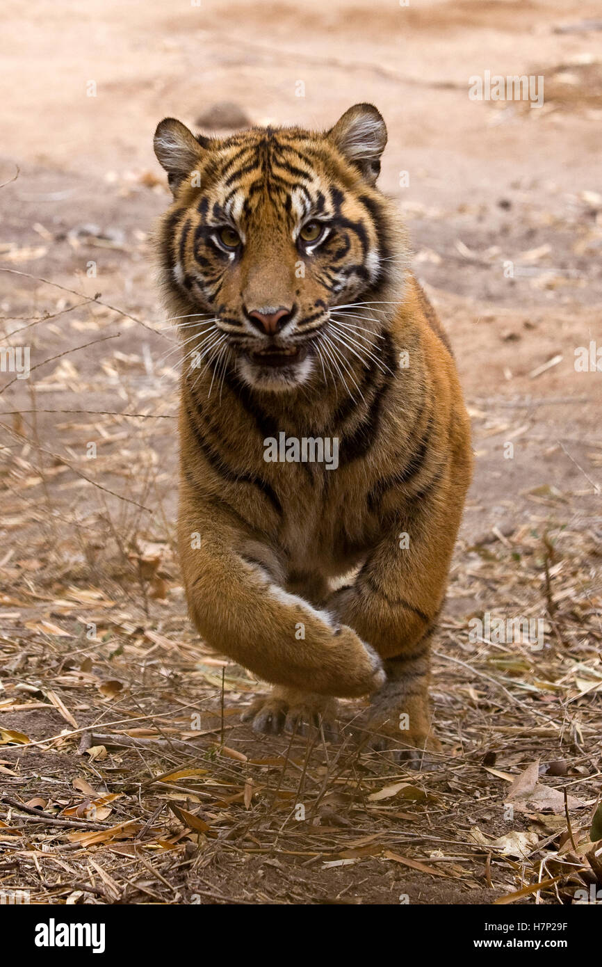 Tiger cub running High Resolution Stock Photography and Images - Alamy