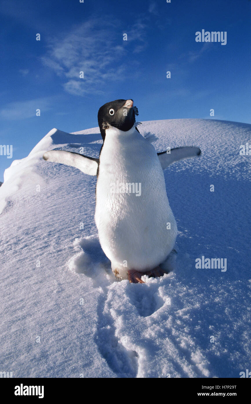 Adelie Penguin (Pygoscelis adeliae) with wings outstretched, Antarctica ...