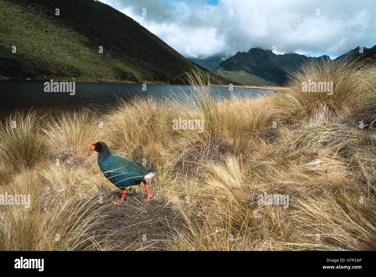 Takahe (Porphyrio mantelli) walking through grasses, previously thought ...