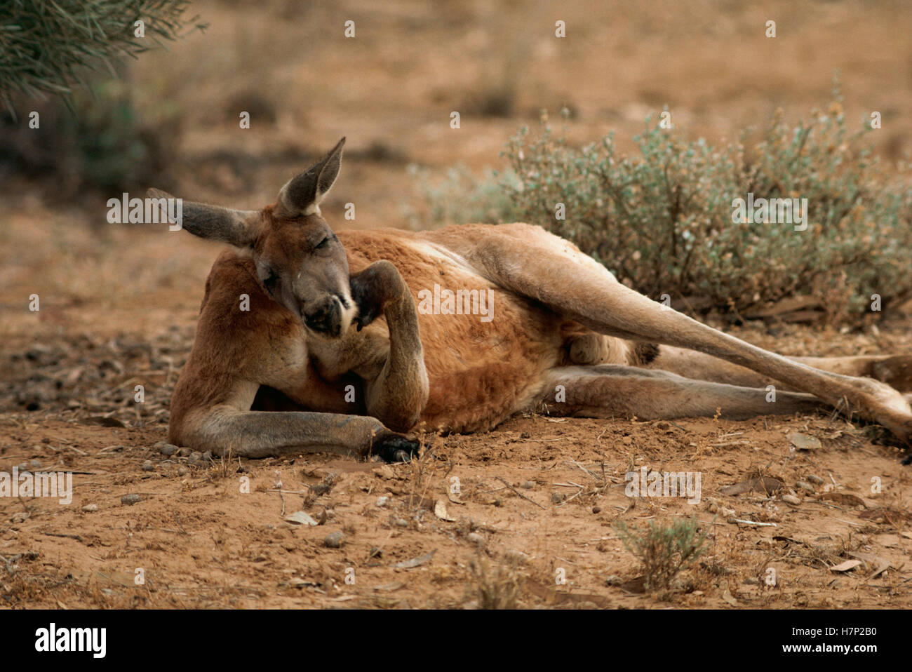 Red Kangaroo (Macropus rufus) male resting, Australia Stock Photo - Alamy