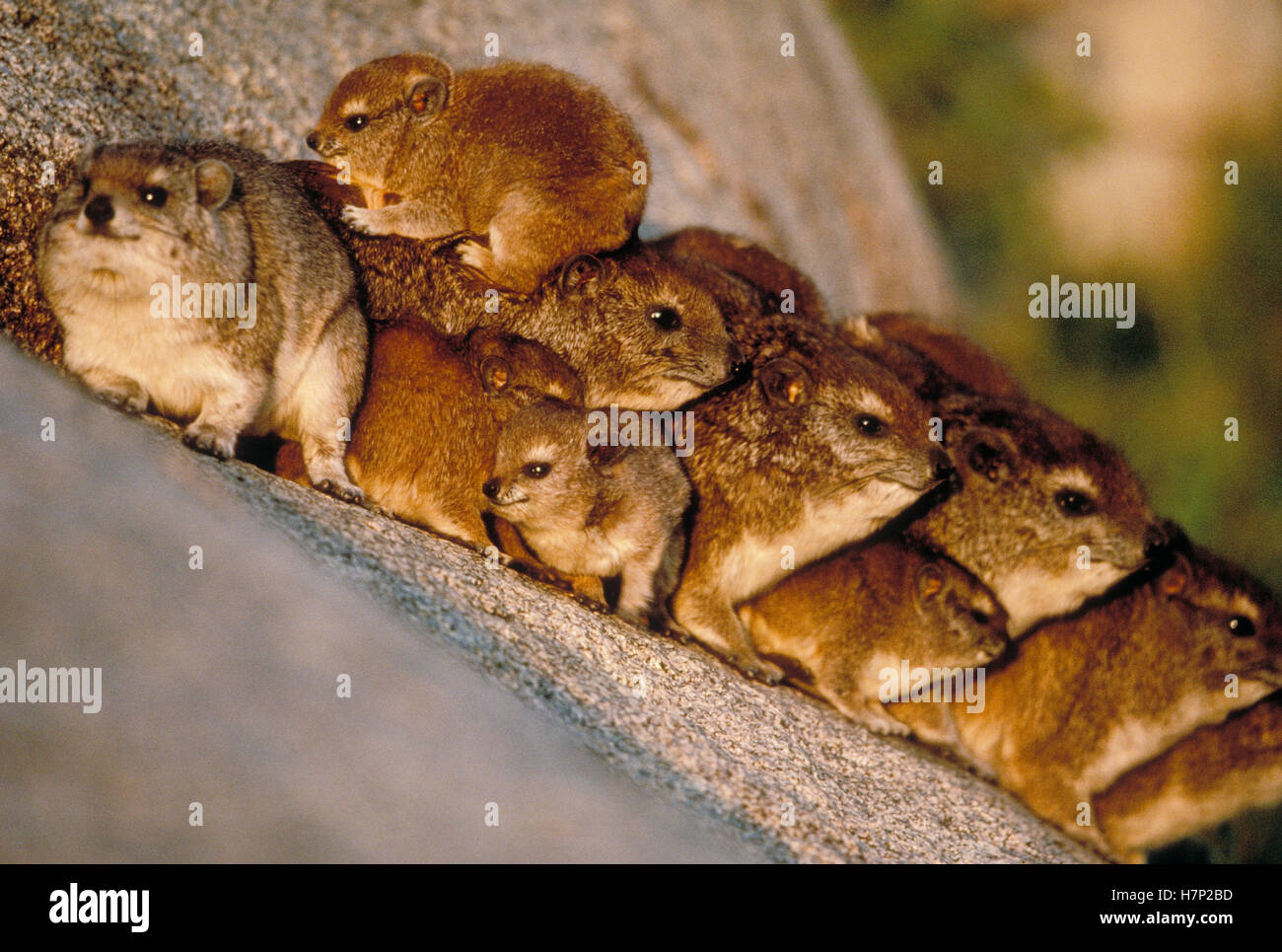 Rock Hyrax (Procavia capensis) group of adults and young huddled ...